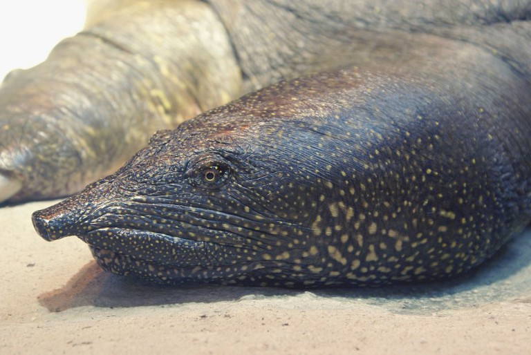 CITES Appendix II Protection Proposed for Africa's Softshell Turtles ...
